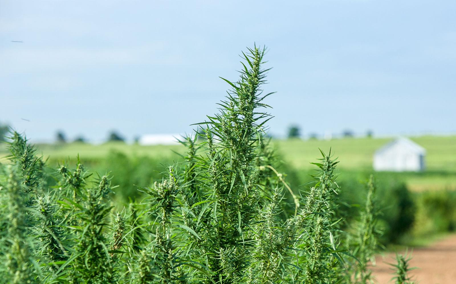 Kentucky hemp acres swell, Louisville facility opens to handle demand
