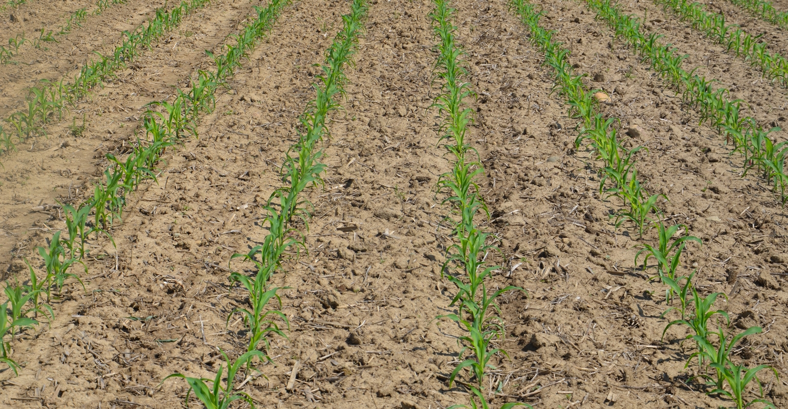 New biological seed treatments boost yields