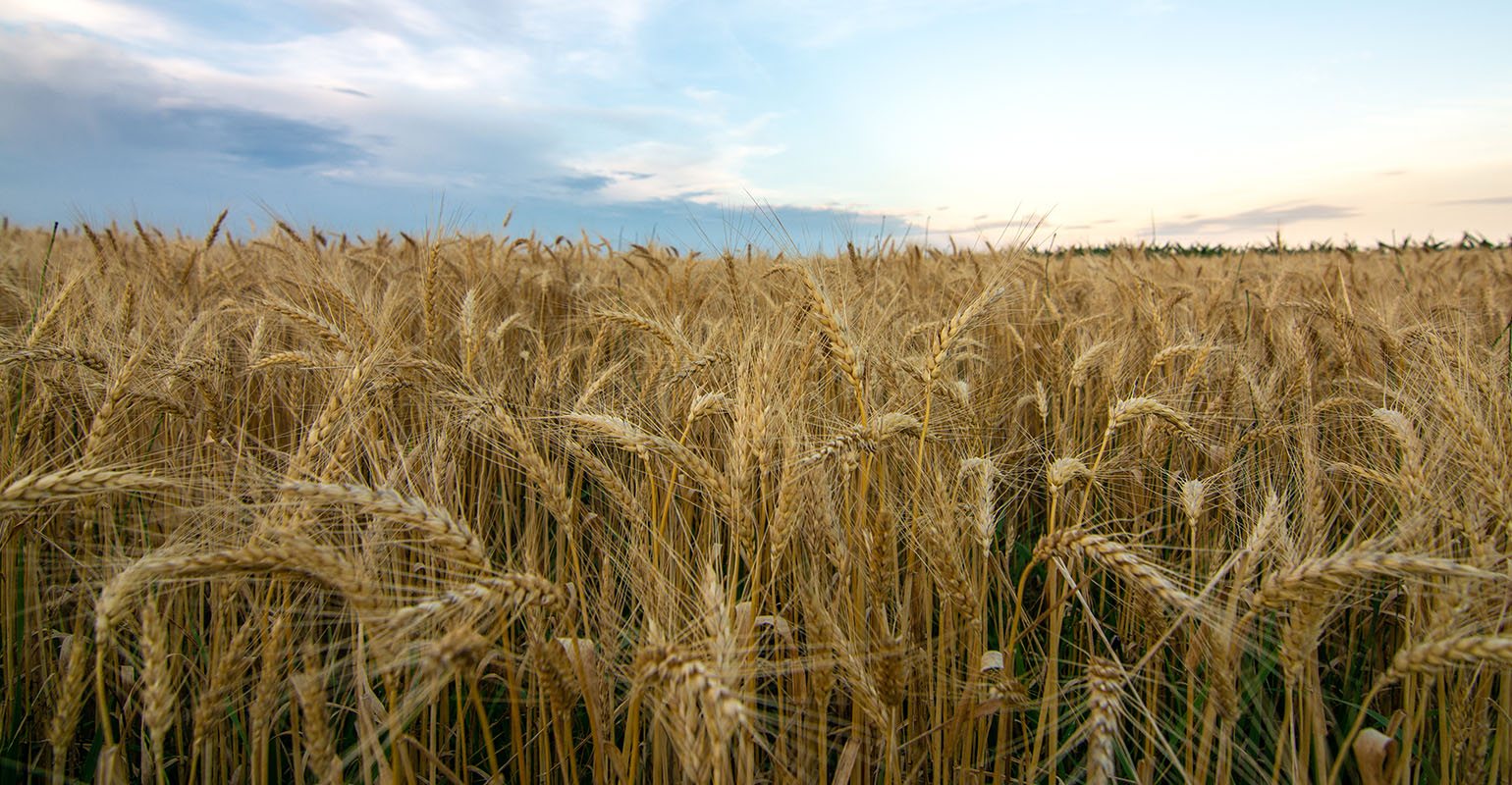 Grow Pro Genetics acquires AgriPro wheat breeding program