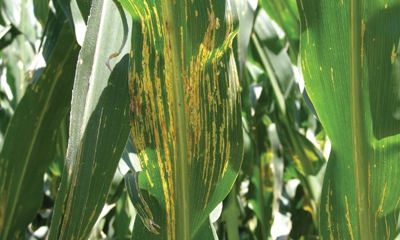 Know the differences between bacterial leaf streak, gray leaf spot