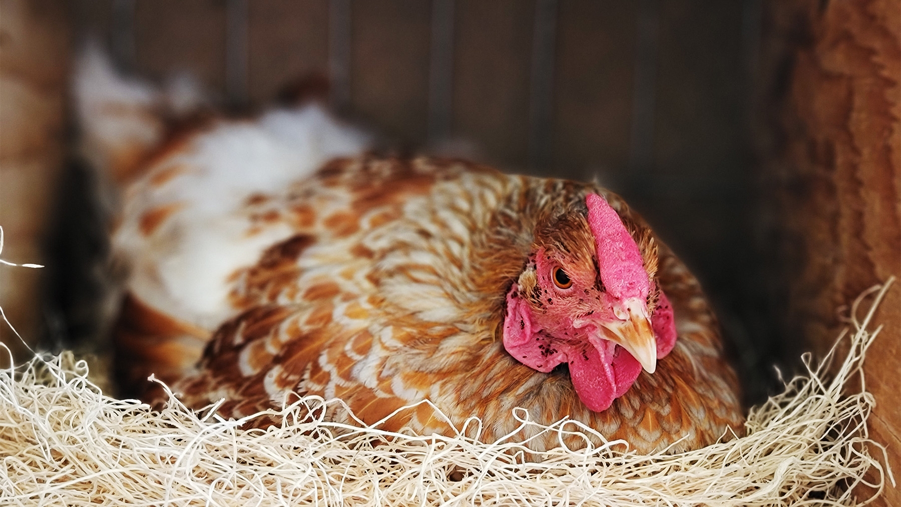 Predicting egg color: Secret lies in hen's earlobe