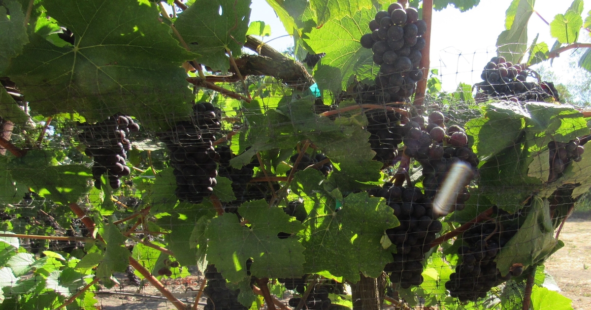 Arizona’s wine grape industry is growing
