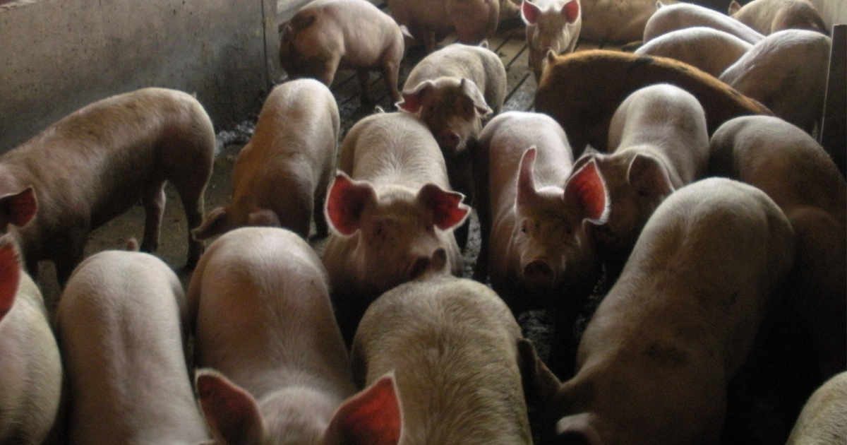 Training sessions offered for Pork Quality Assurance Plus