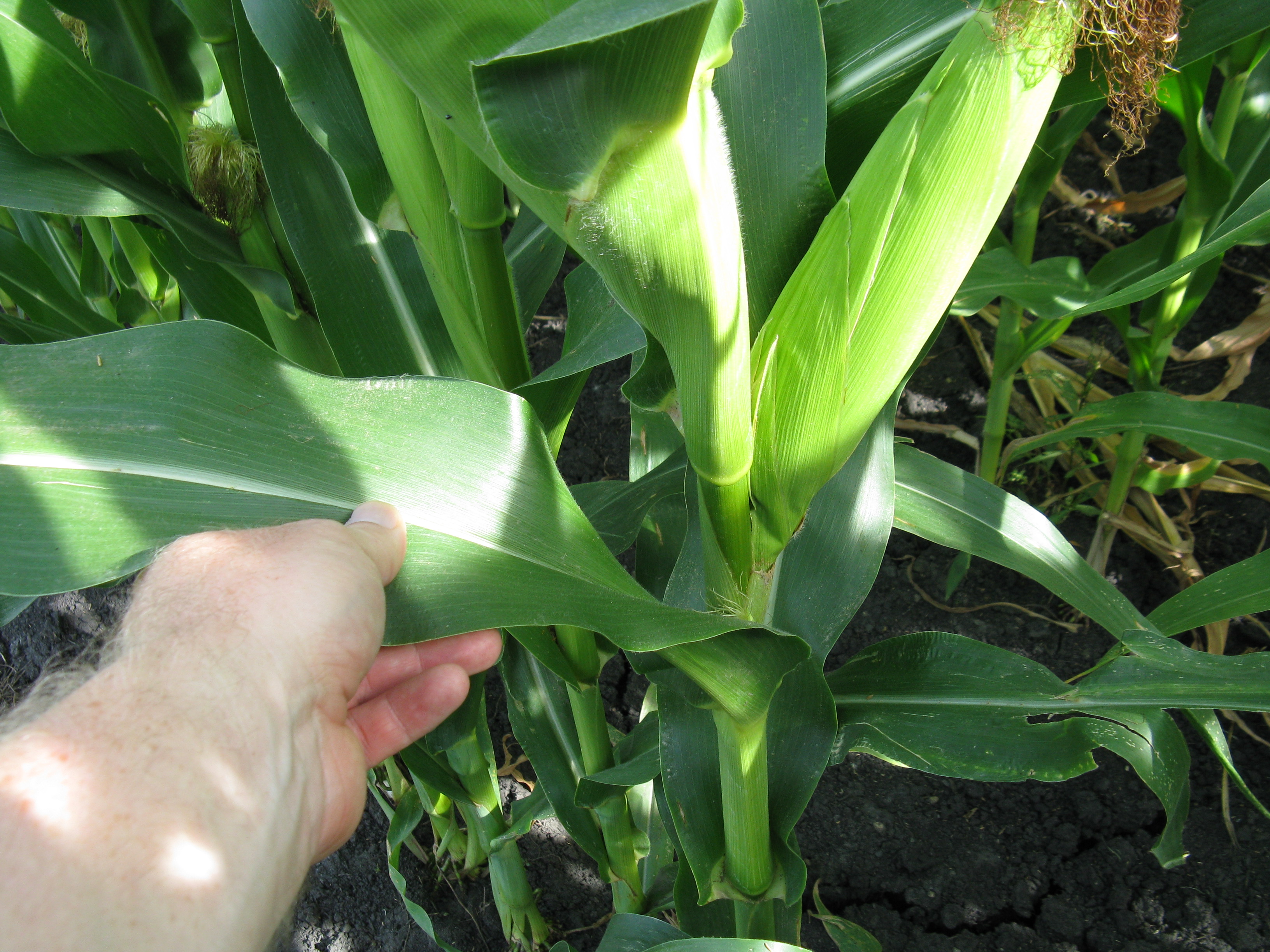 Does timing matter when sampling corn and soybean tissue for nutrient