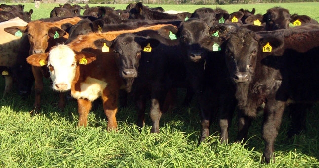 Keys to successful heifer development