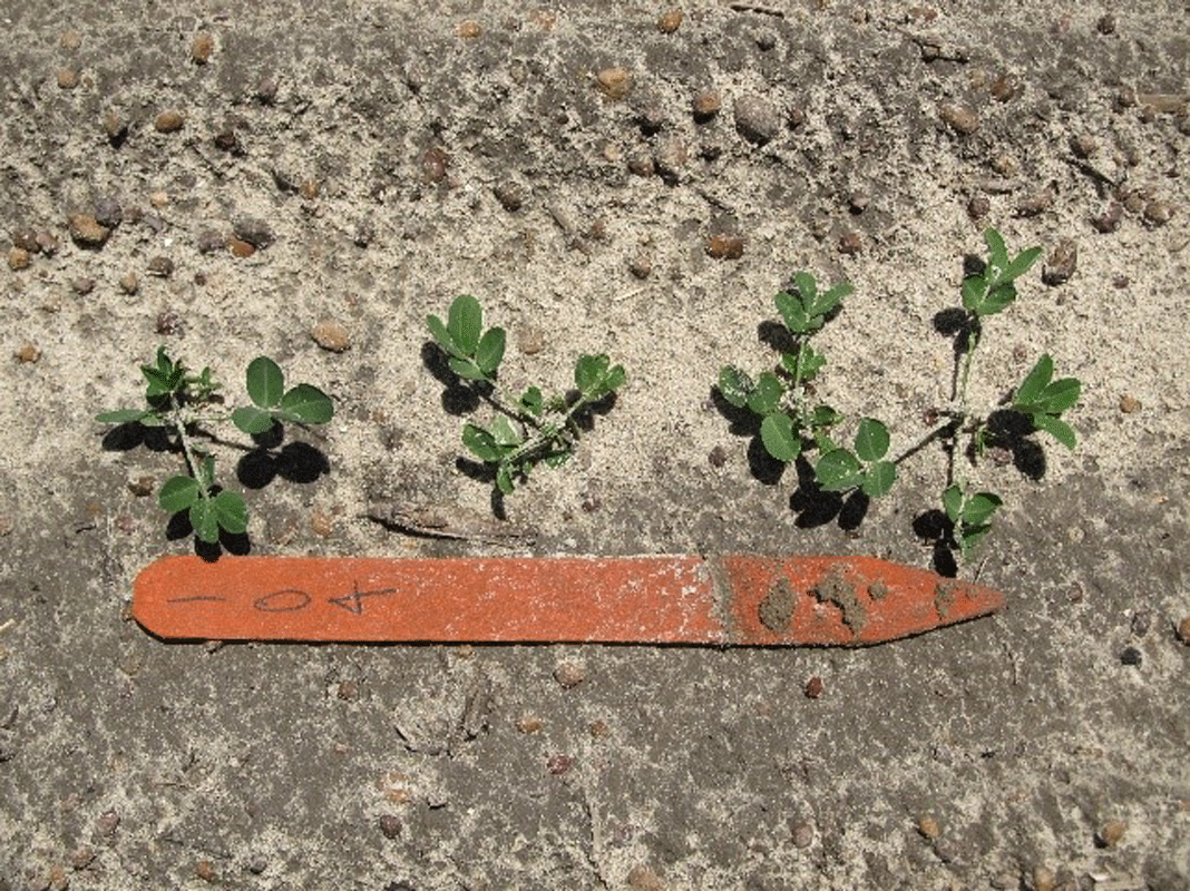 Taking another look at Valor injury on peanuts