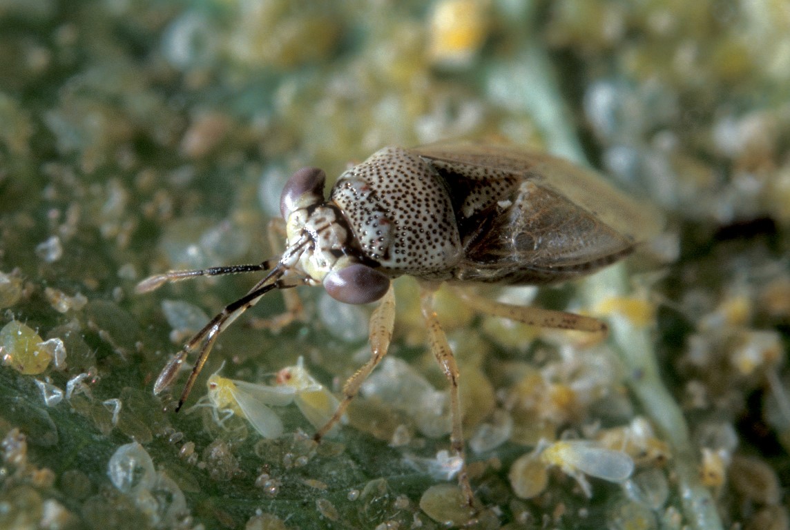 Big-eyed bugs have large appetite for pests