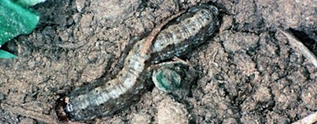 Five Steps To Pest Management