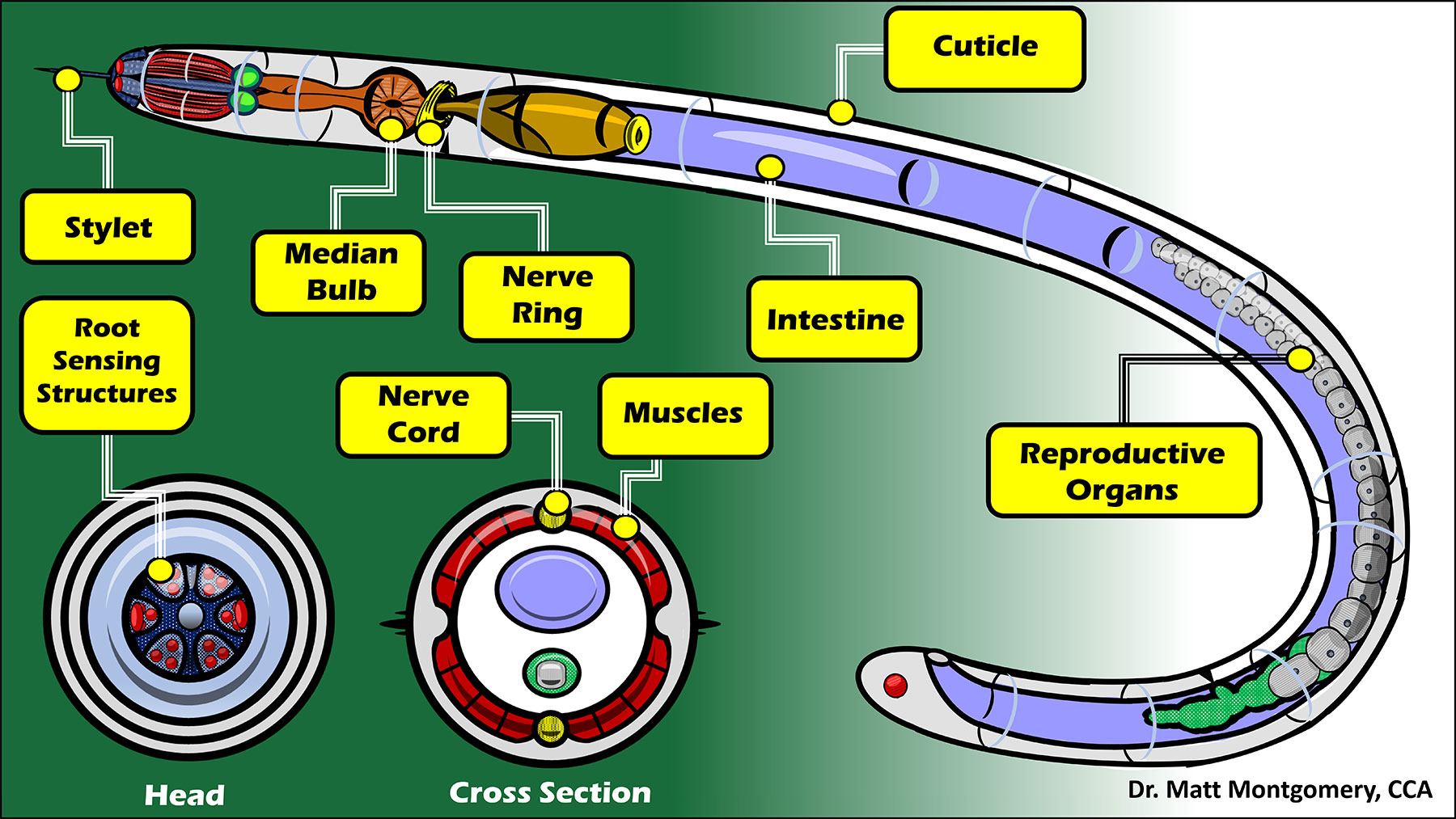 Corn nematodes: Understand impacts, identification, management strategies