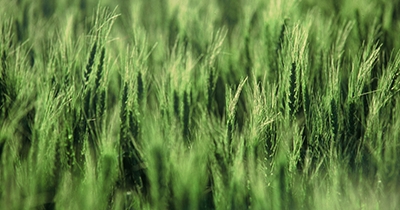 Syngenta introduces new hard red spring wheat