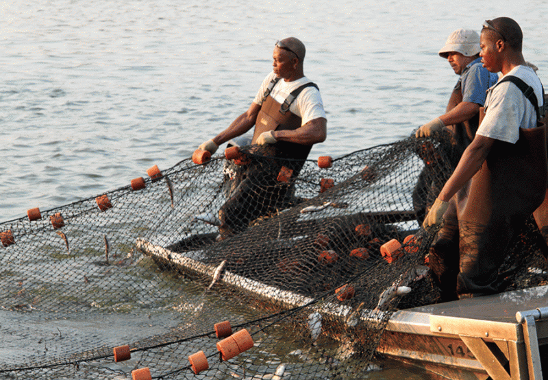 Formaldehyde, anyone? More contamination in fish from Vietnam/China