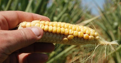 5 effects of stress during corn's grain-fill period