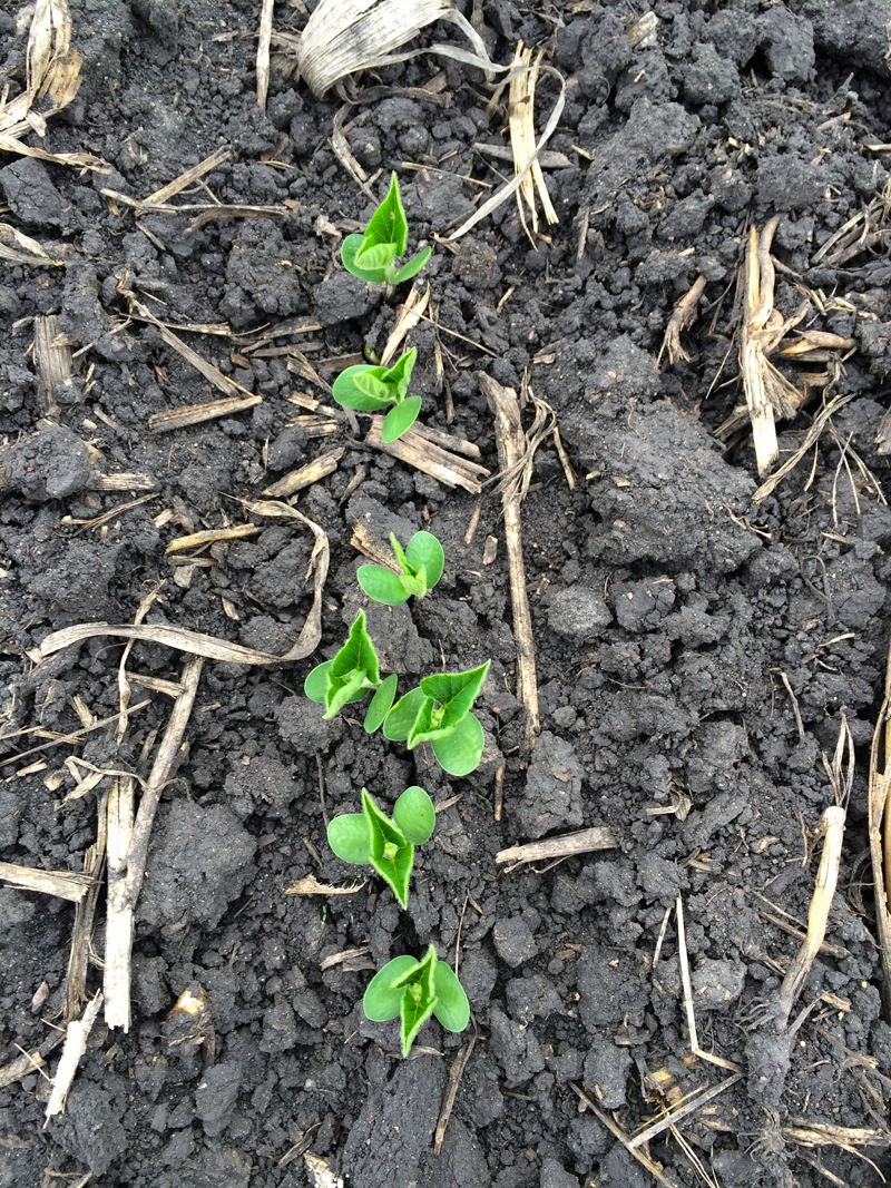 5 Tips for planting soybeans in a wet spring to help boost returns