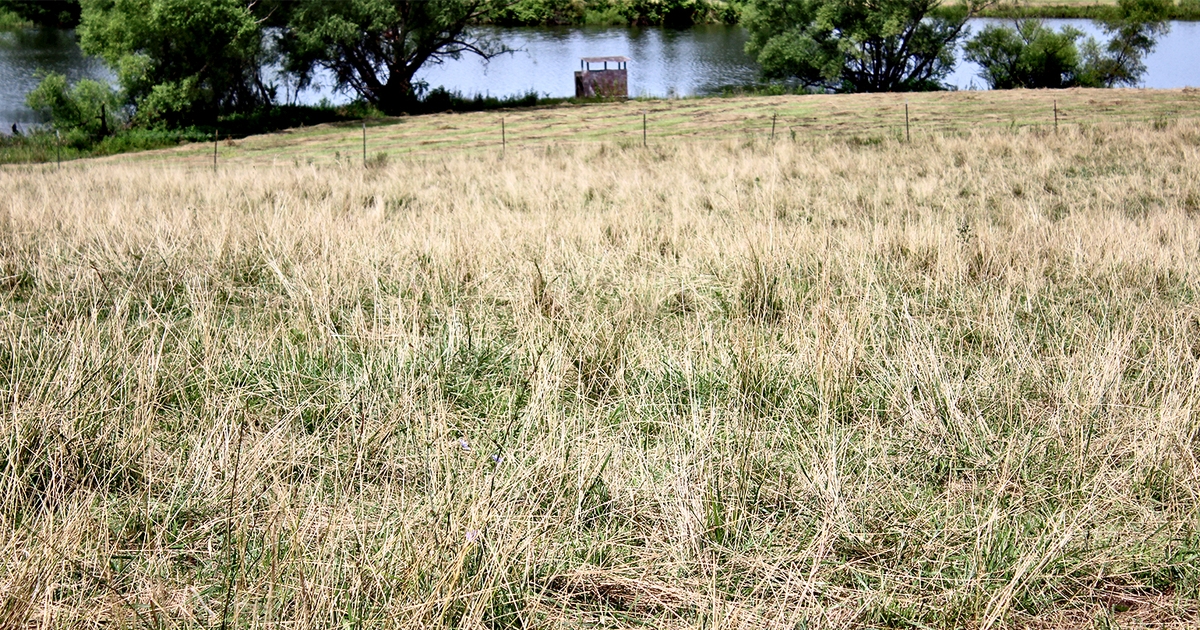 Forage type matters in soil tests