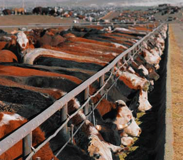 Livestock industry responds to latest BSE finding
