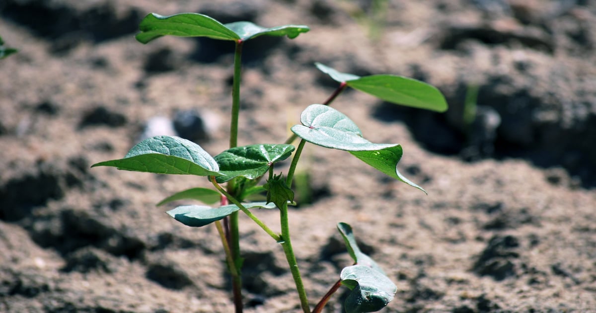 Brake herbicide gets registration for use on cotton