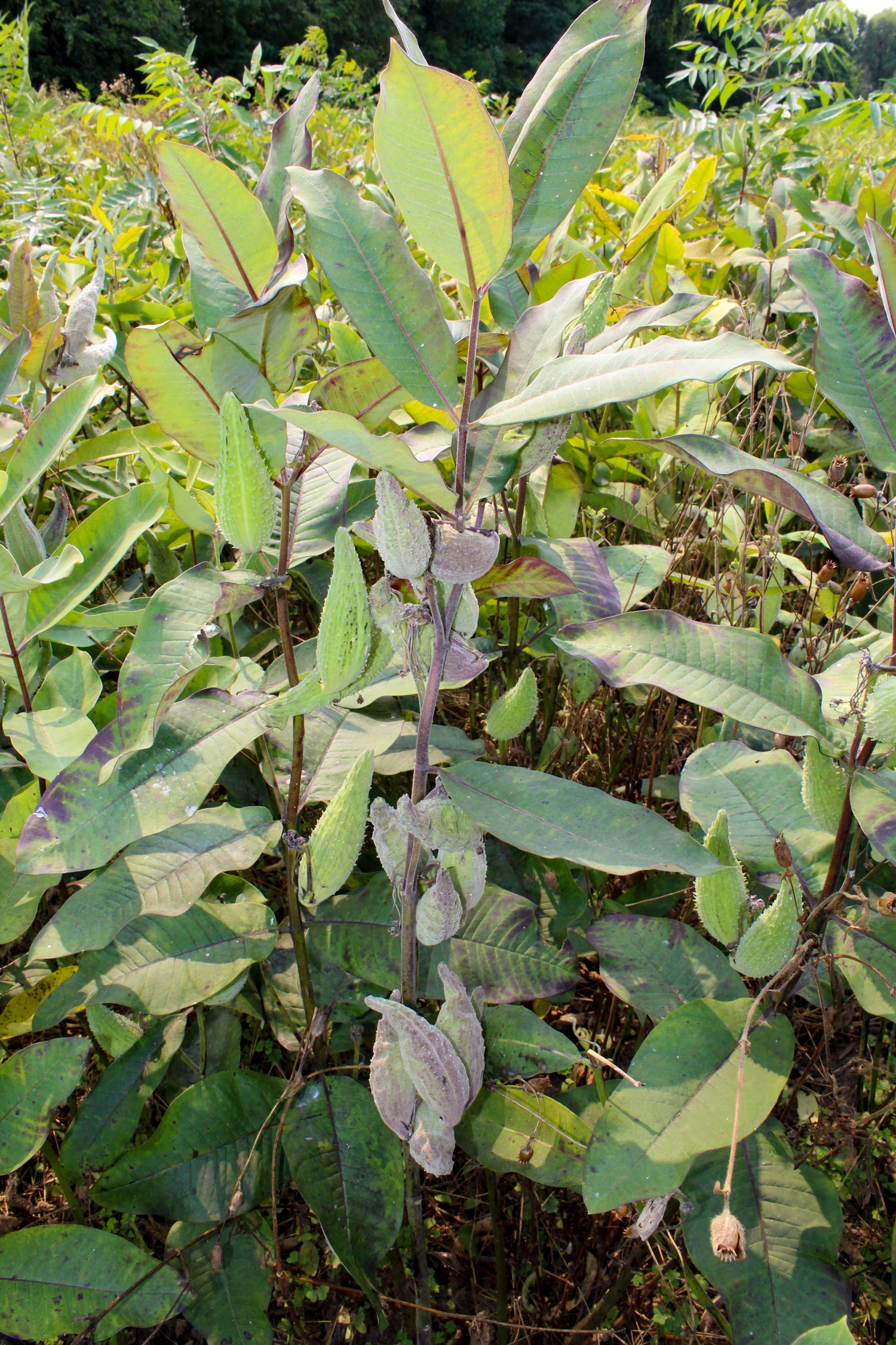 Milkweed: Weed or promising crop?