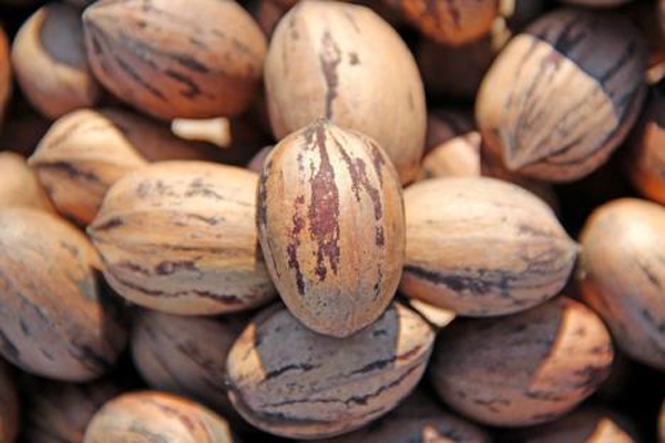 Pecan groves offer profitable options | Farm Progress
