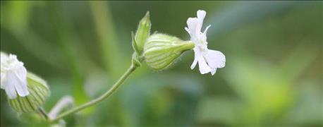 Weed Q&A: White cockle control is best in fall