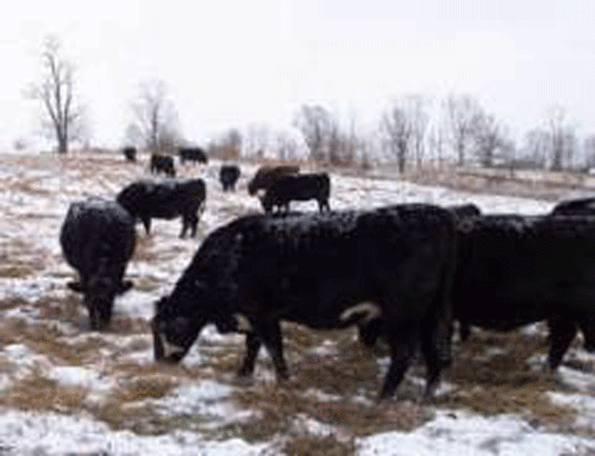 Going beyond the barnyard to stop stable flies