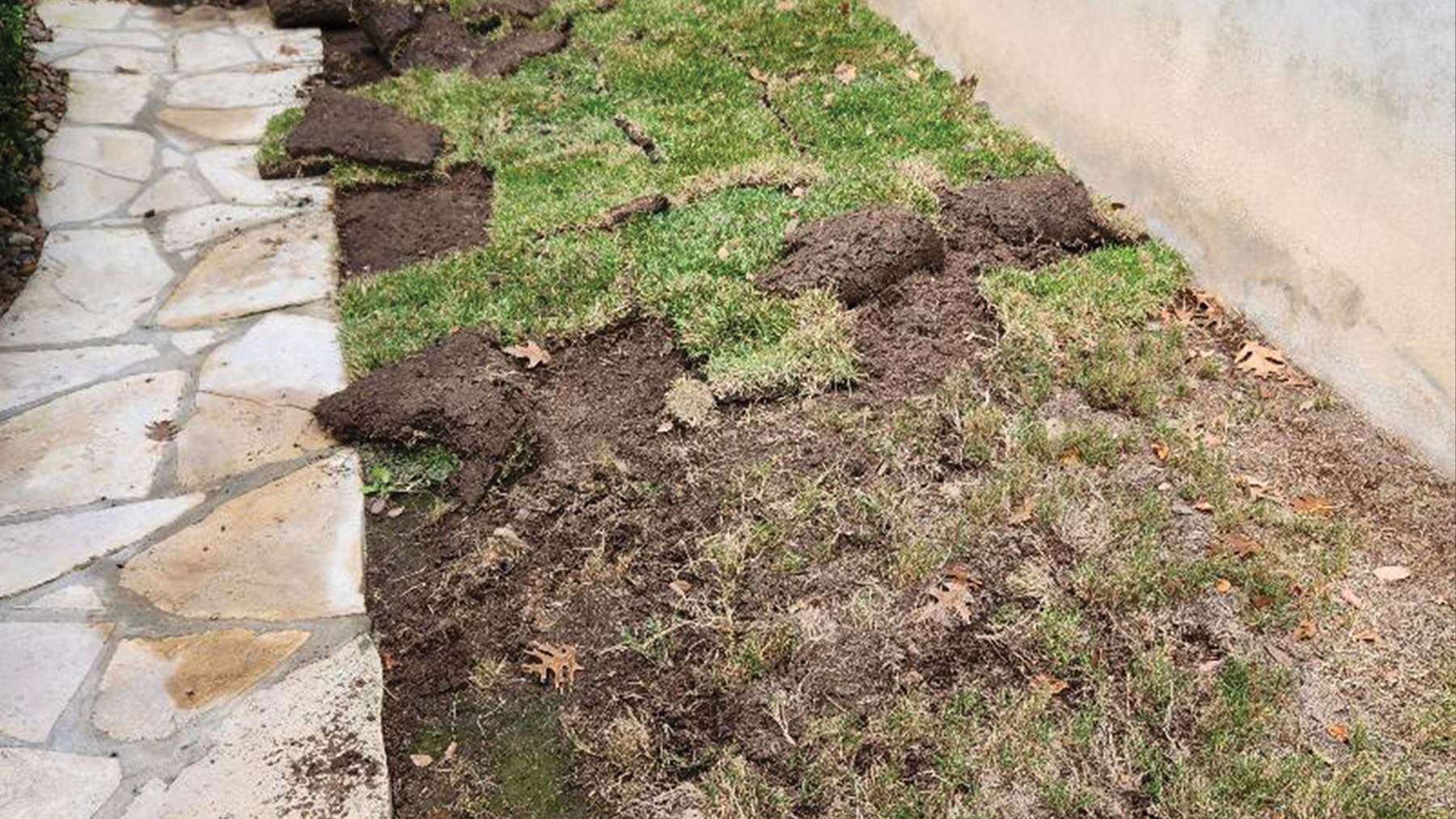 How to manage feral hogs as they spread into Texas’ suburbs