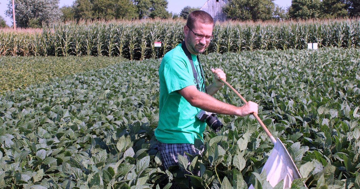 Scouting your crop insect pests
