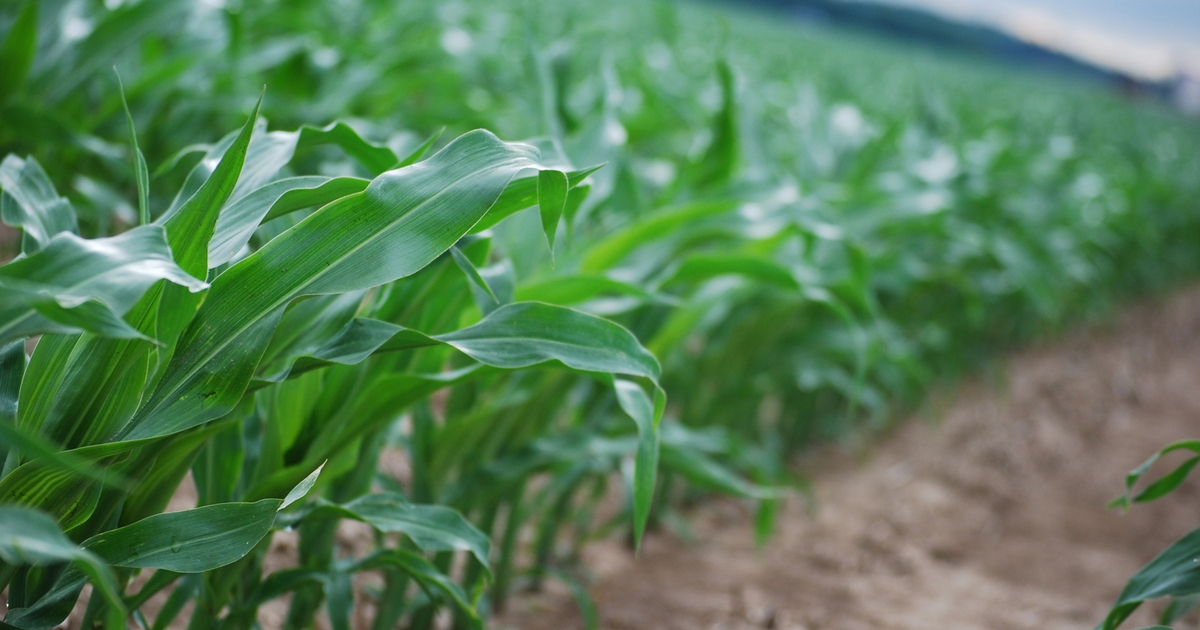 Micronutrients and biostimulants: Unraveling the mystery