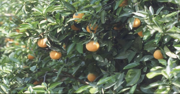 Citrus output limited by soil type | Farm Progress