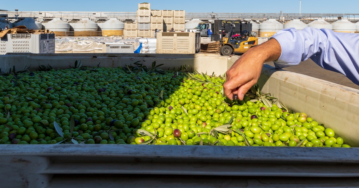 U.S. extends tariffs on Spanish olives for 5 more years