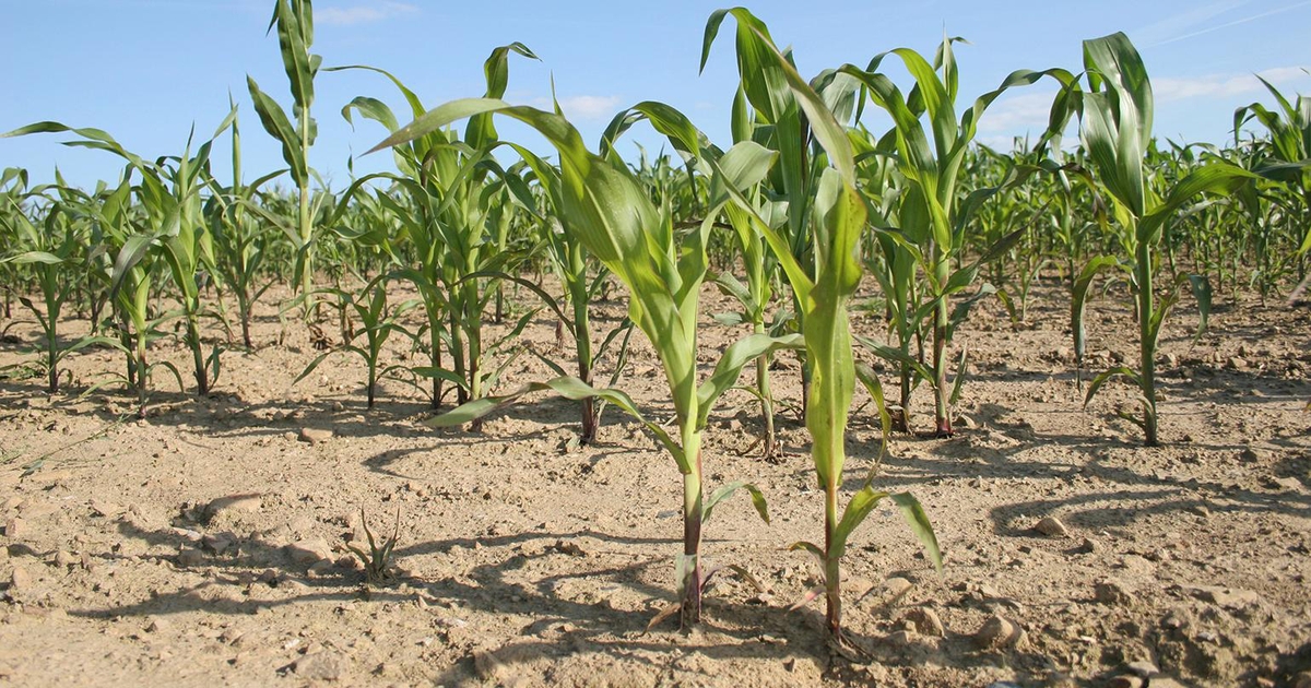 5 reasons for uneven corn stands