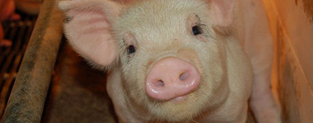 #RealPigFarming: A Social Media Movement for Modern Hog Farms