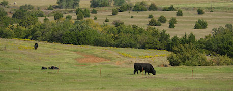 6 steps to determining a pasture rental rate