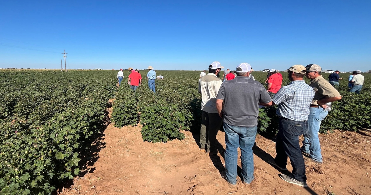 Foliar nutrients boost cotton, soybean yields in southern U.S. trials