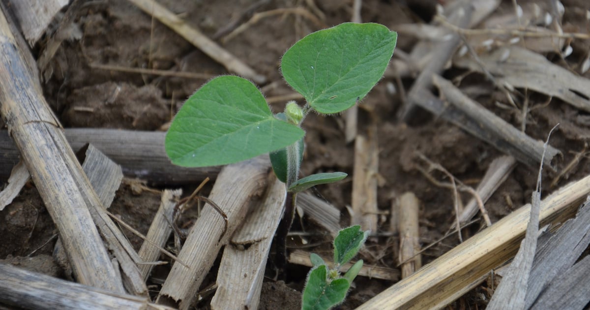 5 steps to assessing bean stands