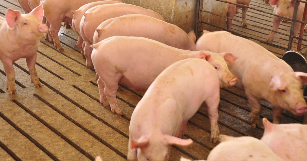 Secure Pork Supply plan helps producers be prepared