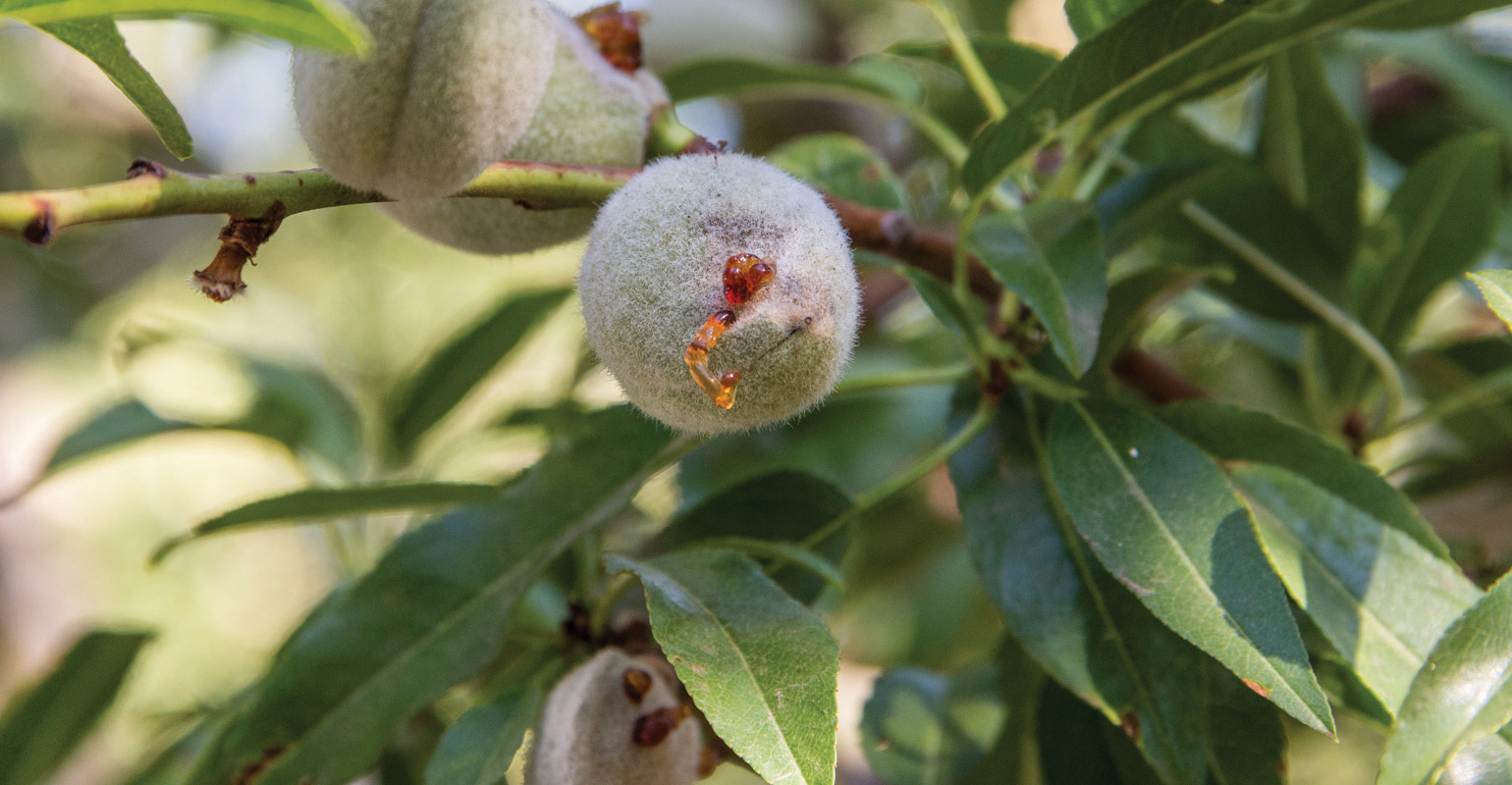 DPR approves new BASF fungicide, Cevya