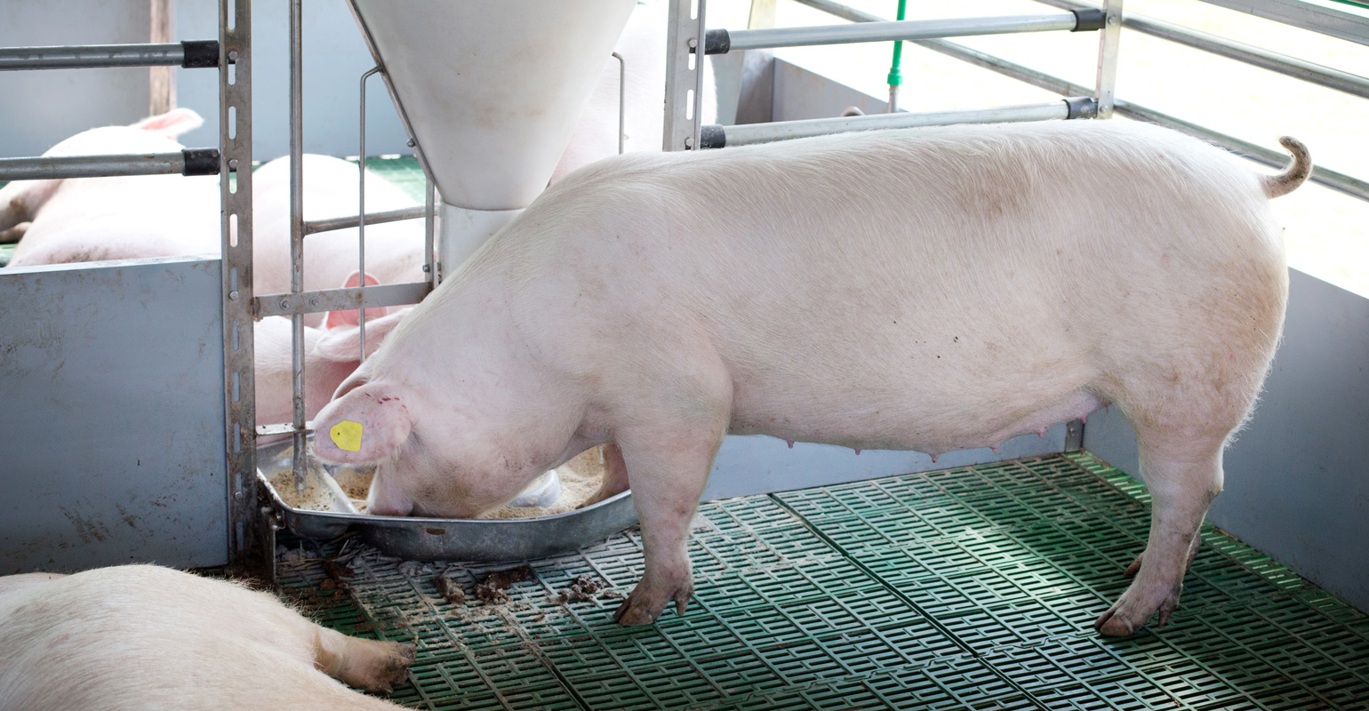 High-fiber pig ration slows weight gain