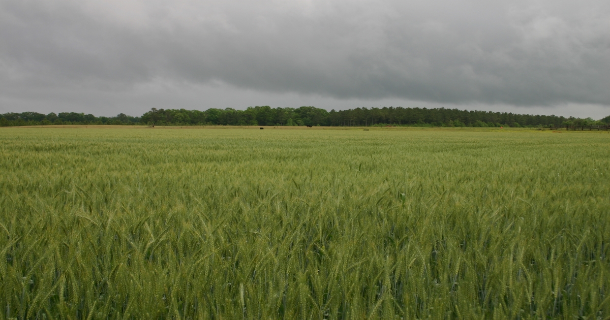 Jury awards damages in Georgia wheat seed case