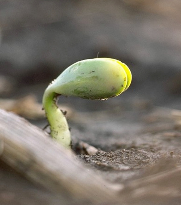 Seed Treatments Reduce Early Planting Risks