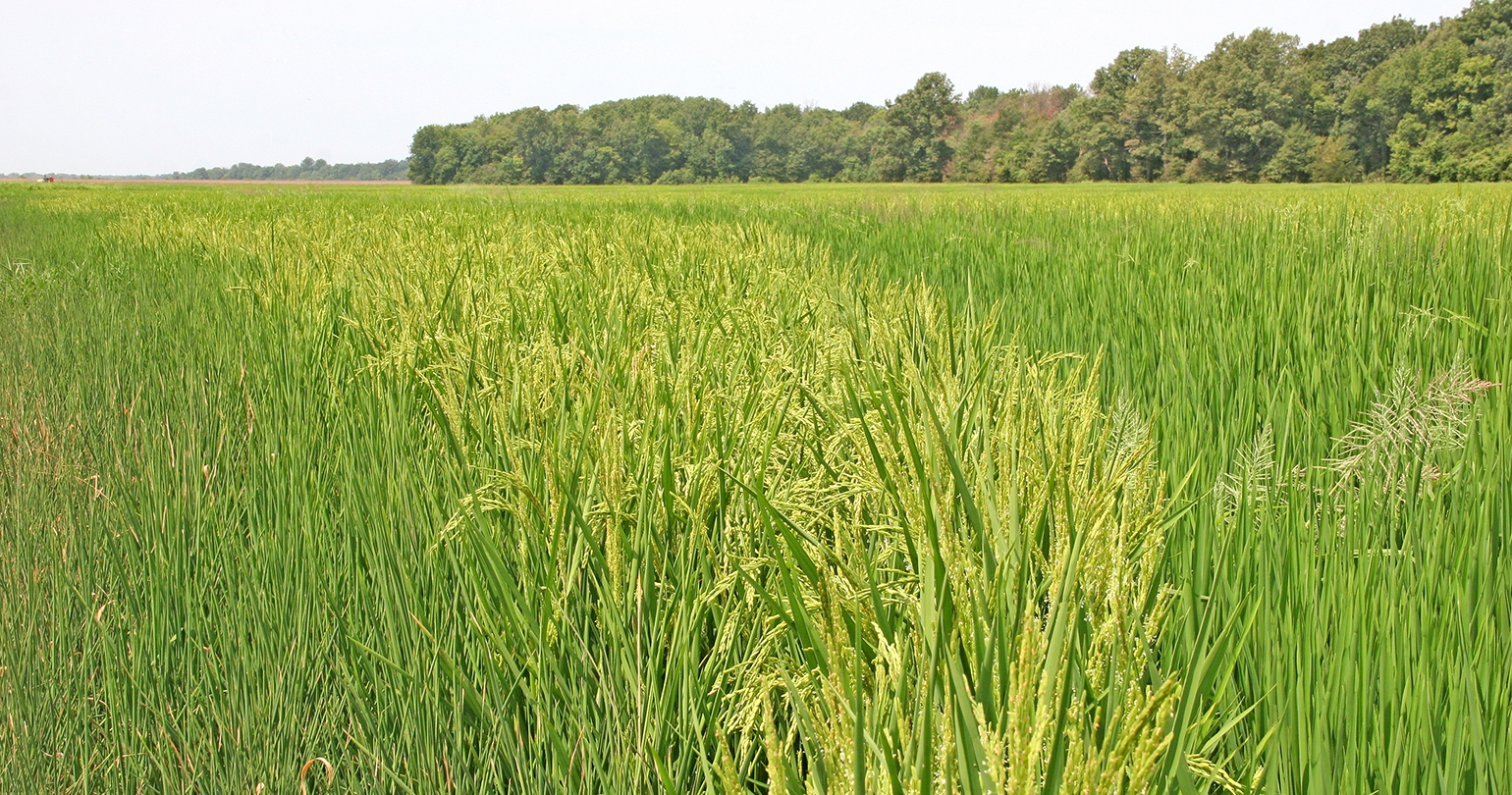 Billbugs posing new challenge in row rice