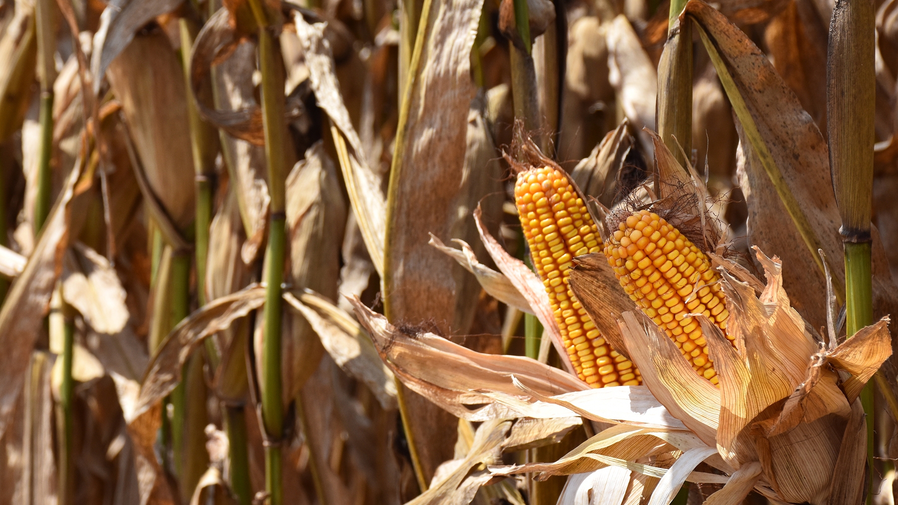 Corn recent news | Farm Progress