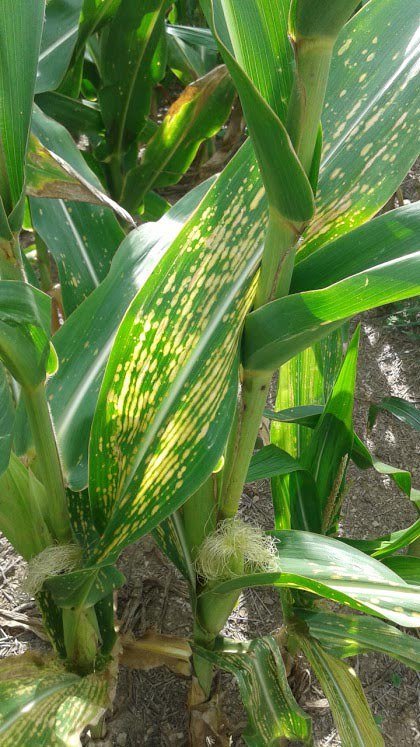 Soybean and Corn Tissue Testing: Aid in managing hidden hunger