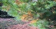 Sudden Needle Drop Found in Illinois Spruce Trees