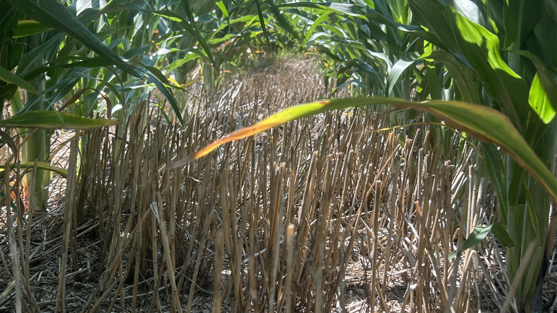 Southwest farmers explore double-crop options after wet spring harvest