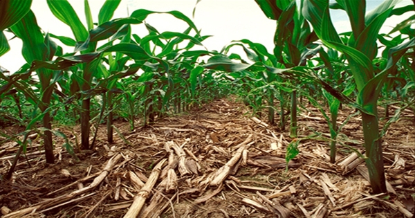 Corn Residue Collection Impacts Erosion, Greenhouse Gas Emissions