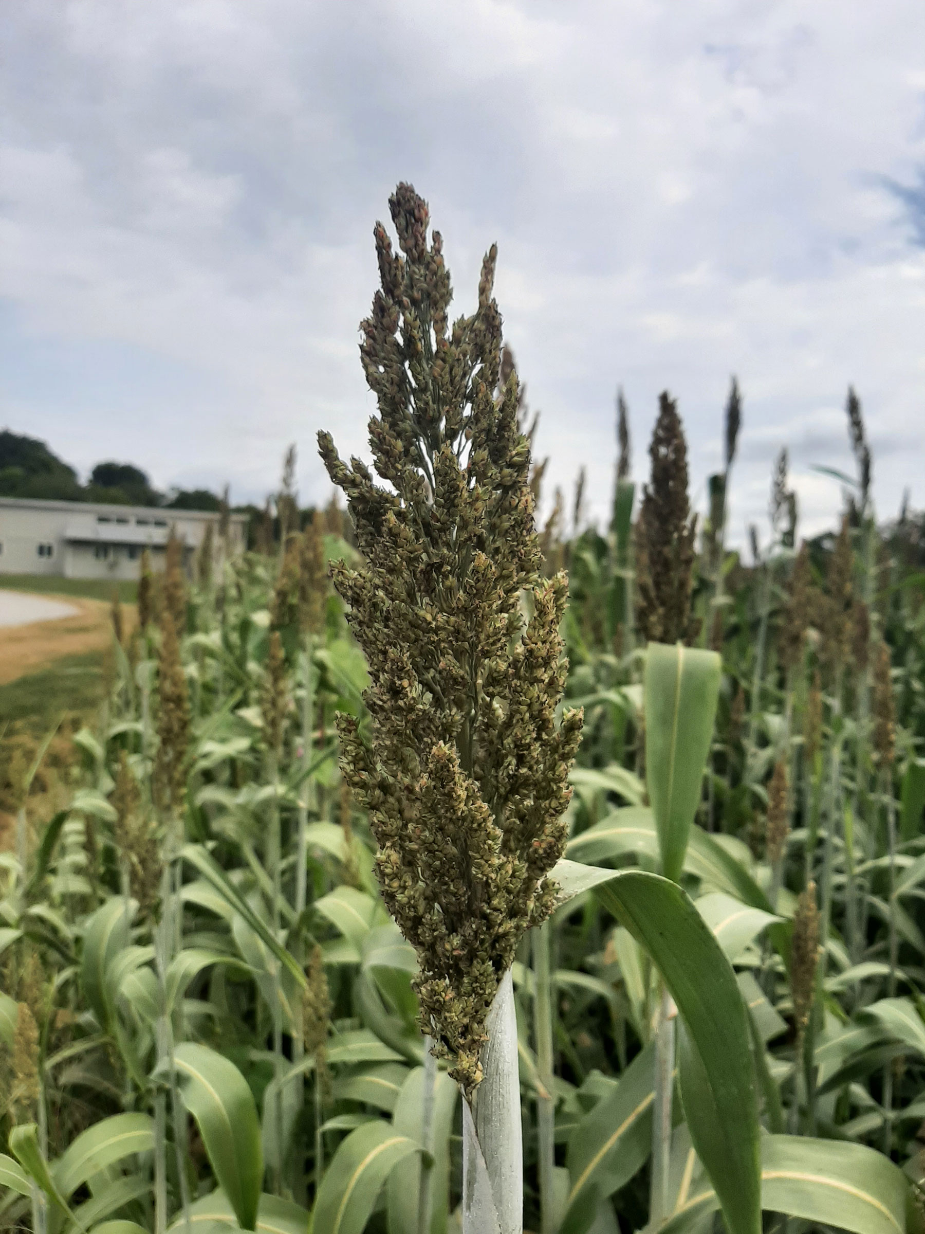 4 tips for forage sorghum success