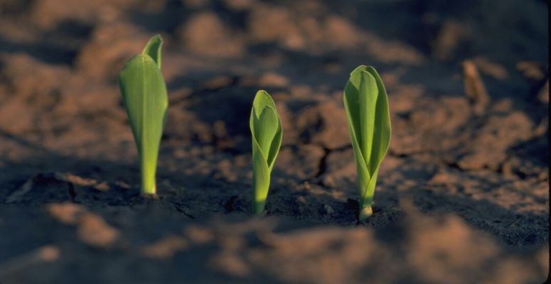 The importance of uniform emergenc