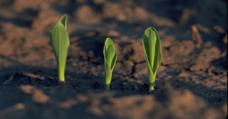 The importance of uniform emergenc