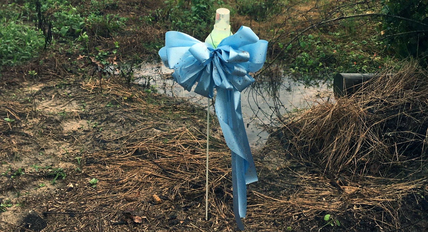 Unusual things happen to boll weevil traps | Farm Progress