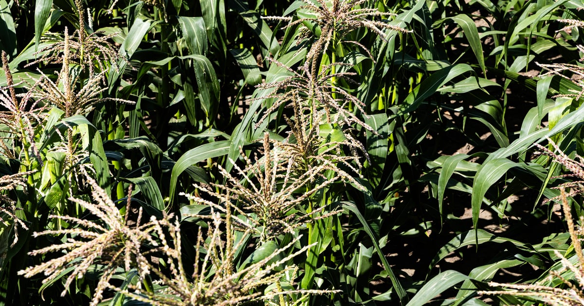 How an Iowa startup is revolutionizing corn pollination and yield potential
